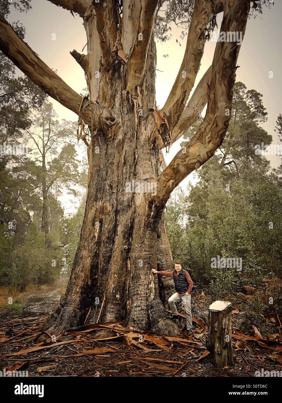 Mammut tree hi-res stock photography and images - Alamy
