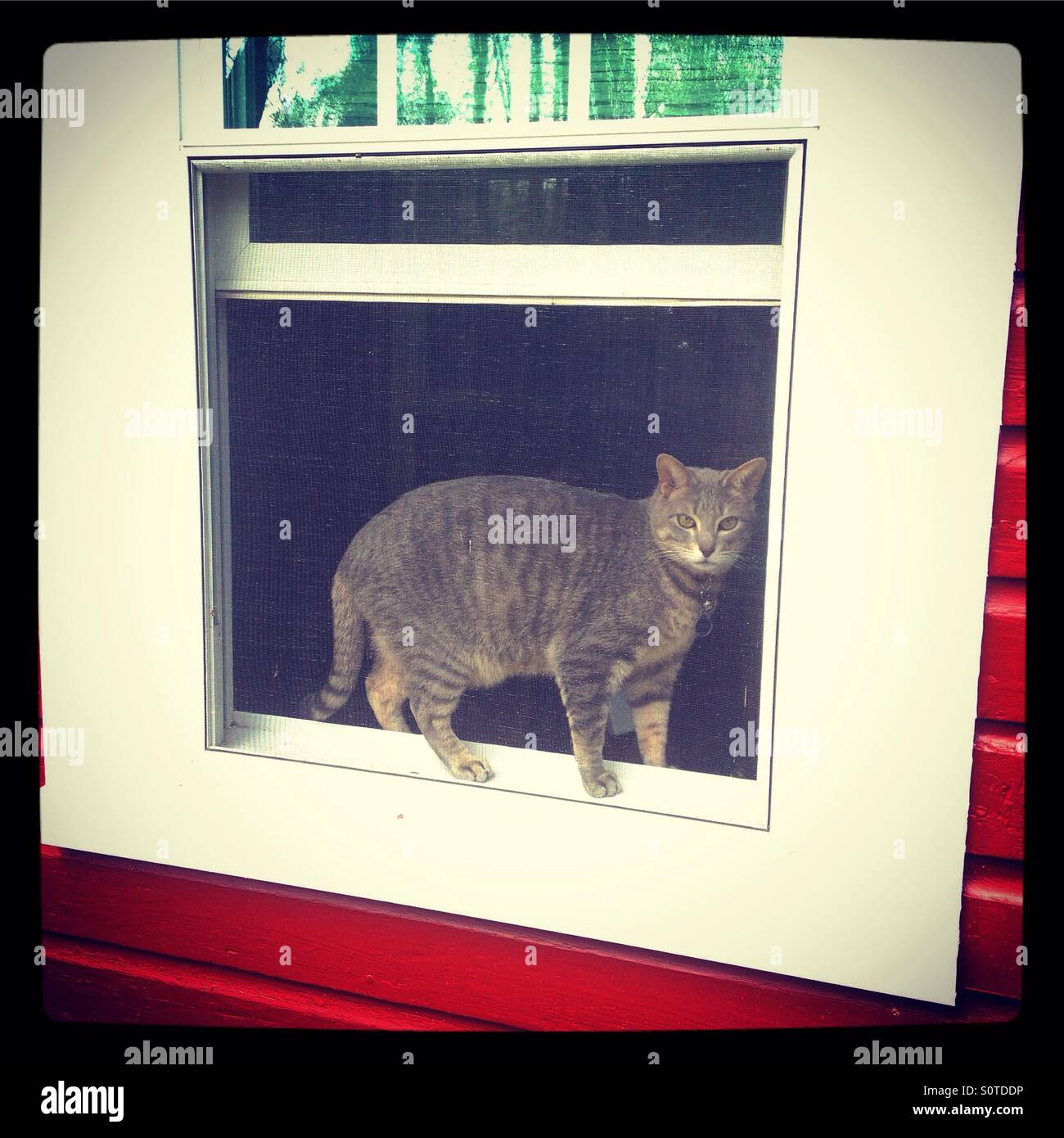 Feline yearning hi-res stock photography and images - Alamy