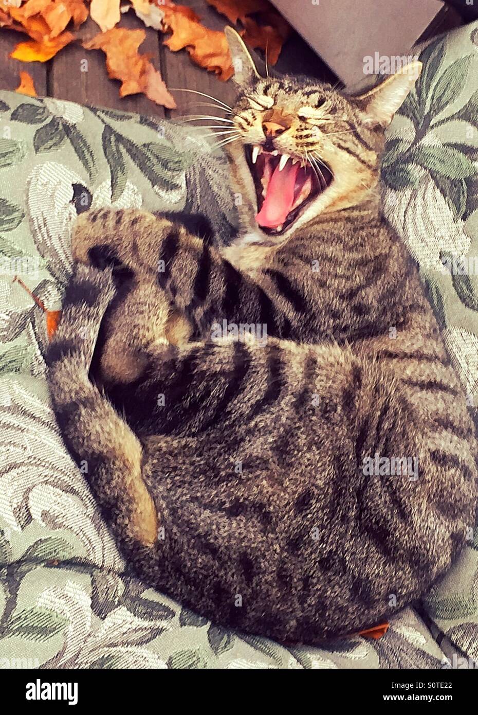 The Great Yawn Stock Photo - Alamy