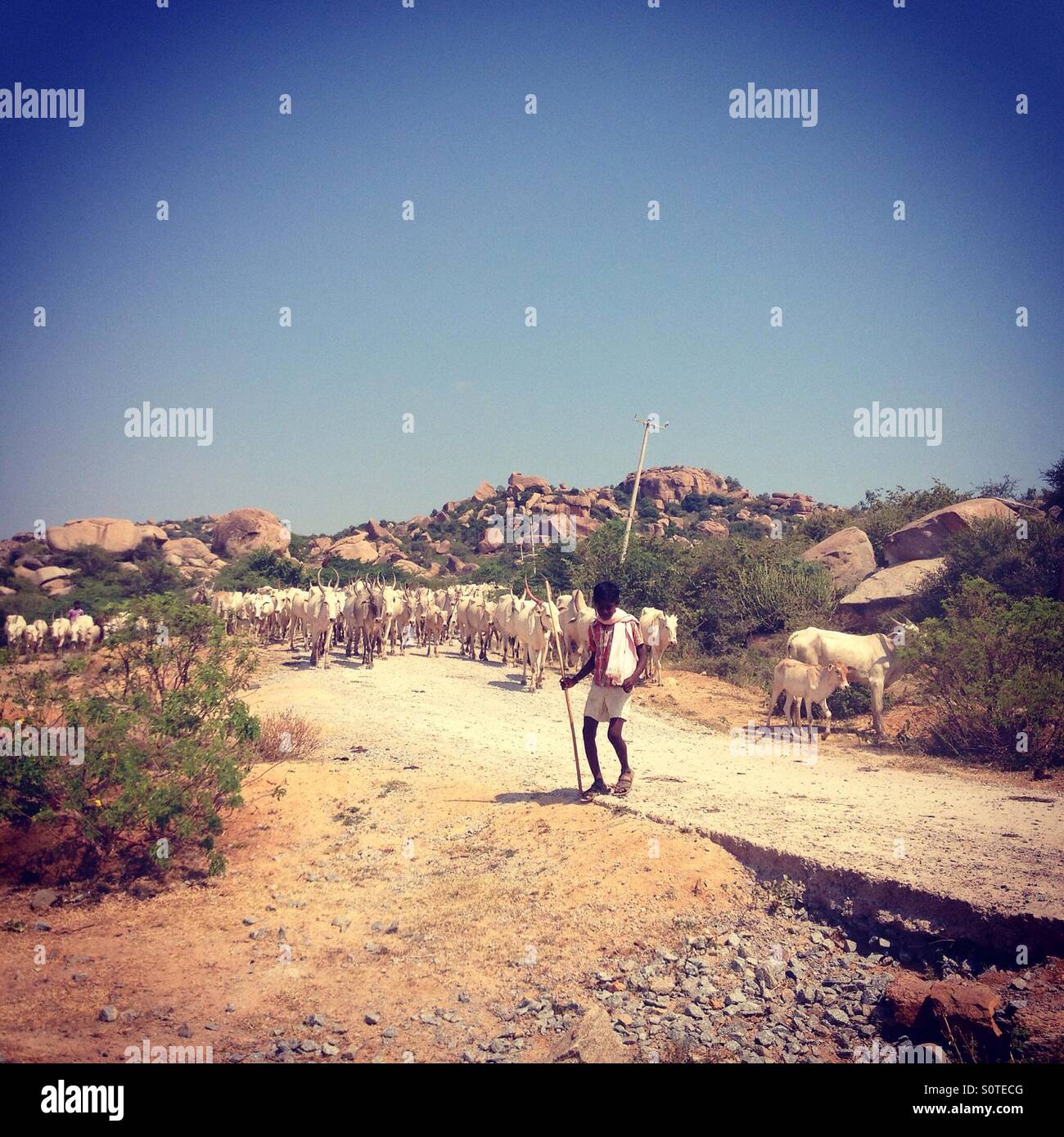Indian boy with goat hi-res stock photography and images - Alamy
