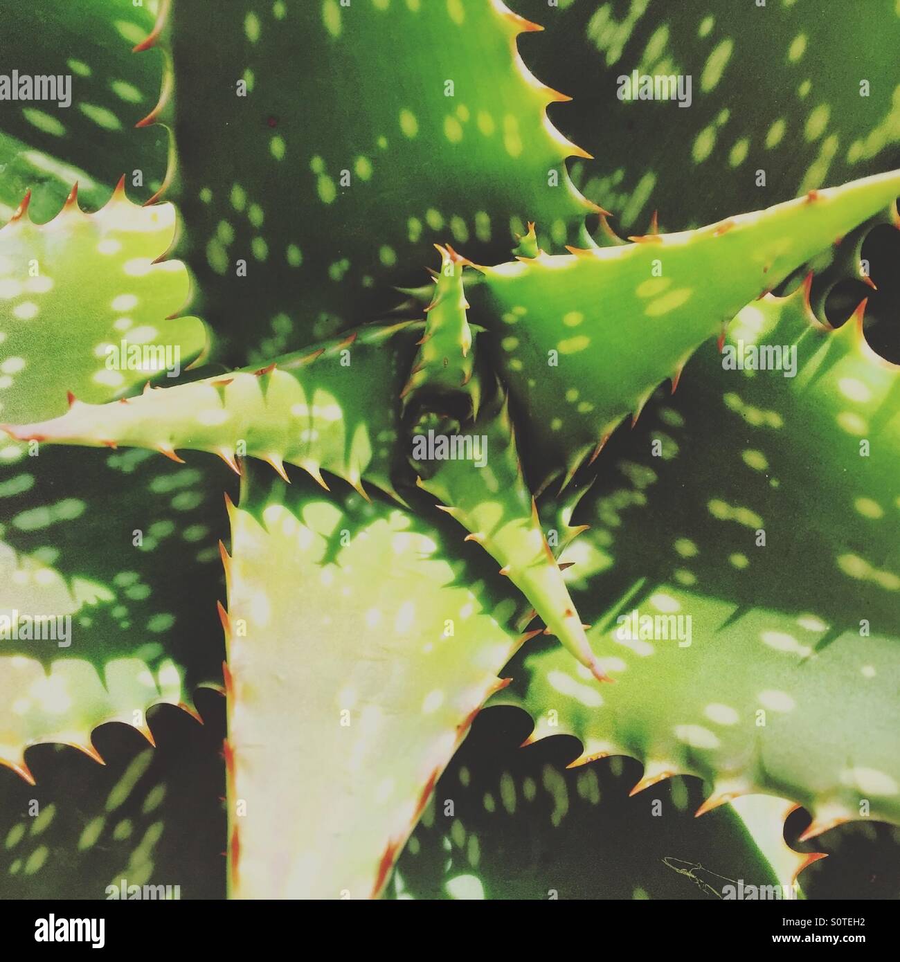 From above cactus hi-res stock photography and images - Alamy