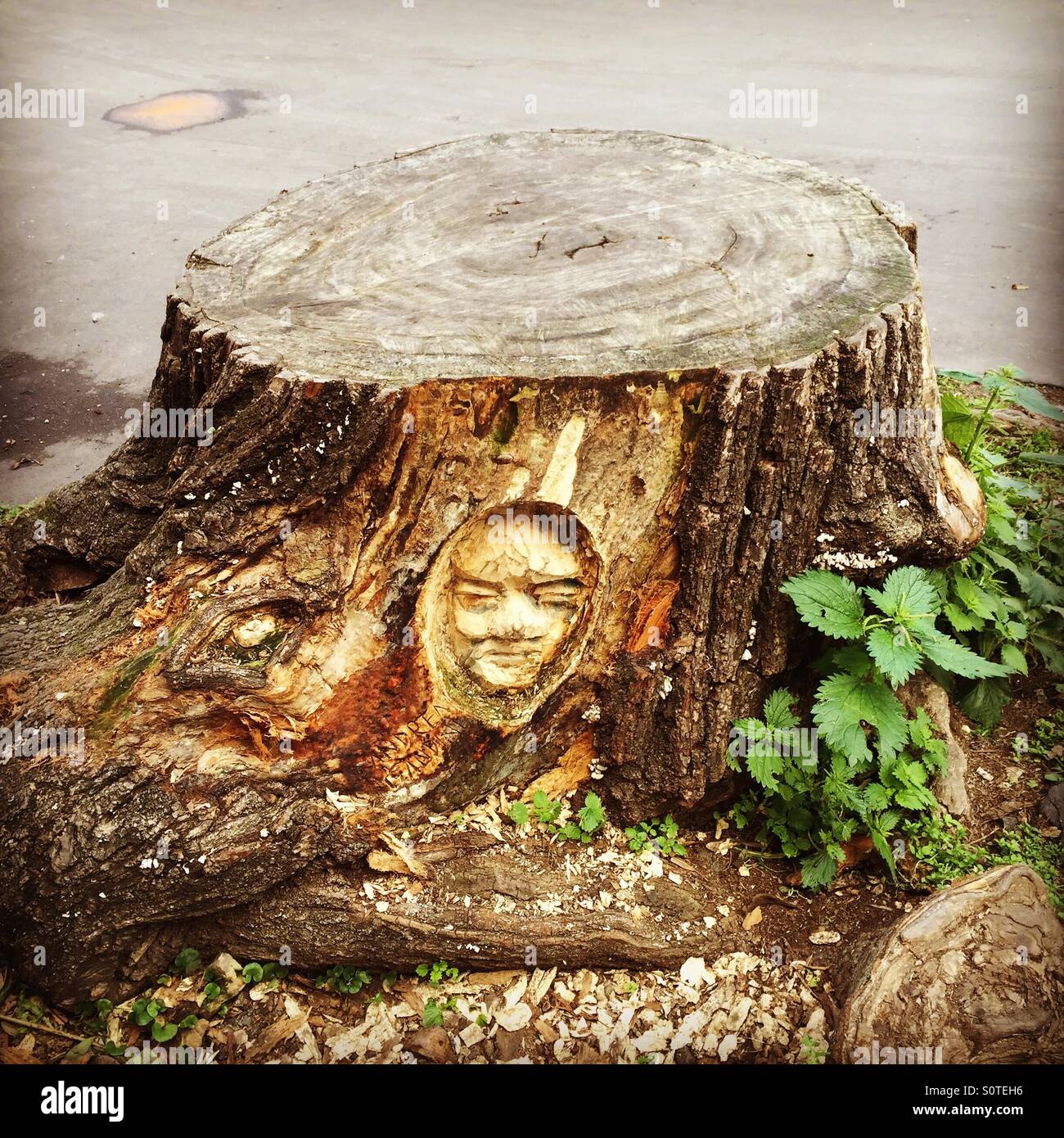 A man's face on the stump Stock Photo - Alamy