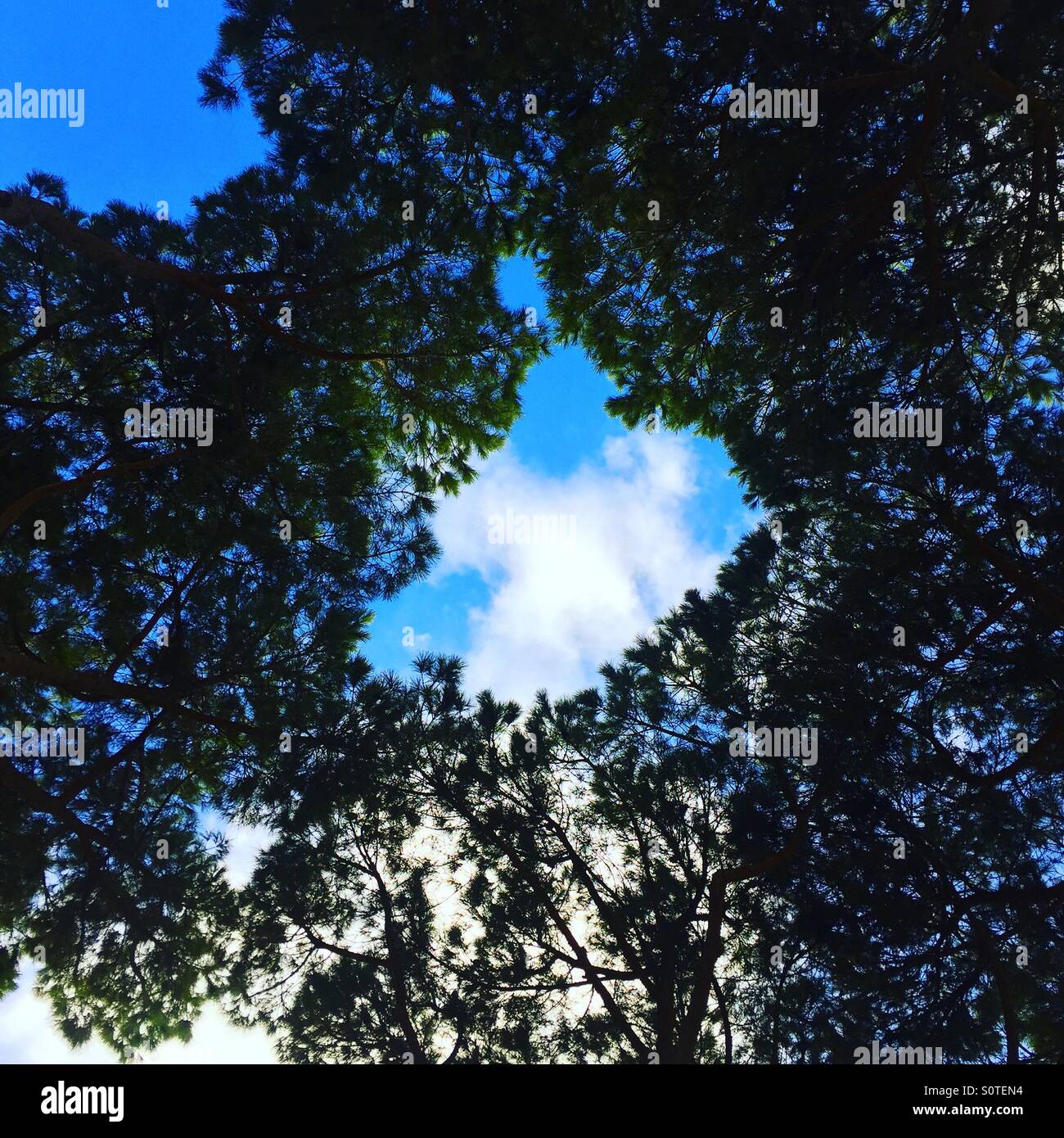 Sky through trees Stock Photo - Alamy