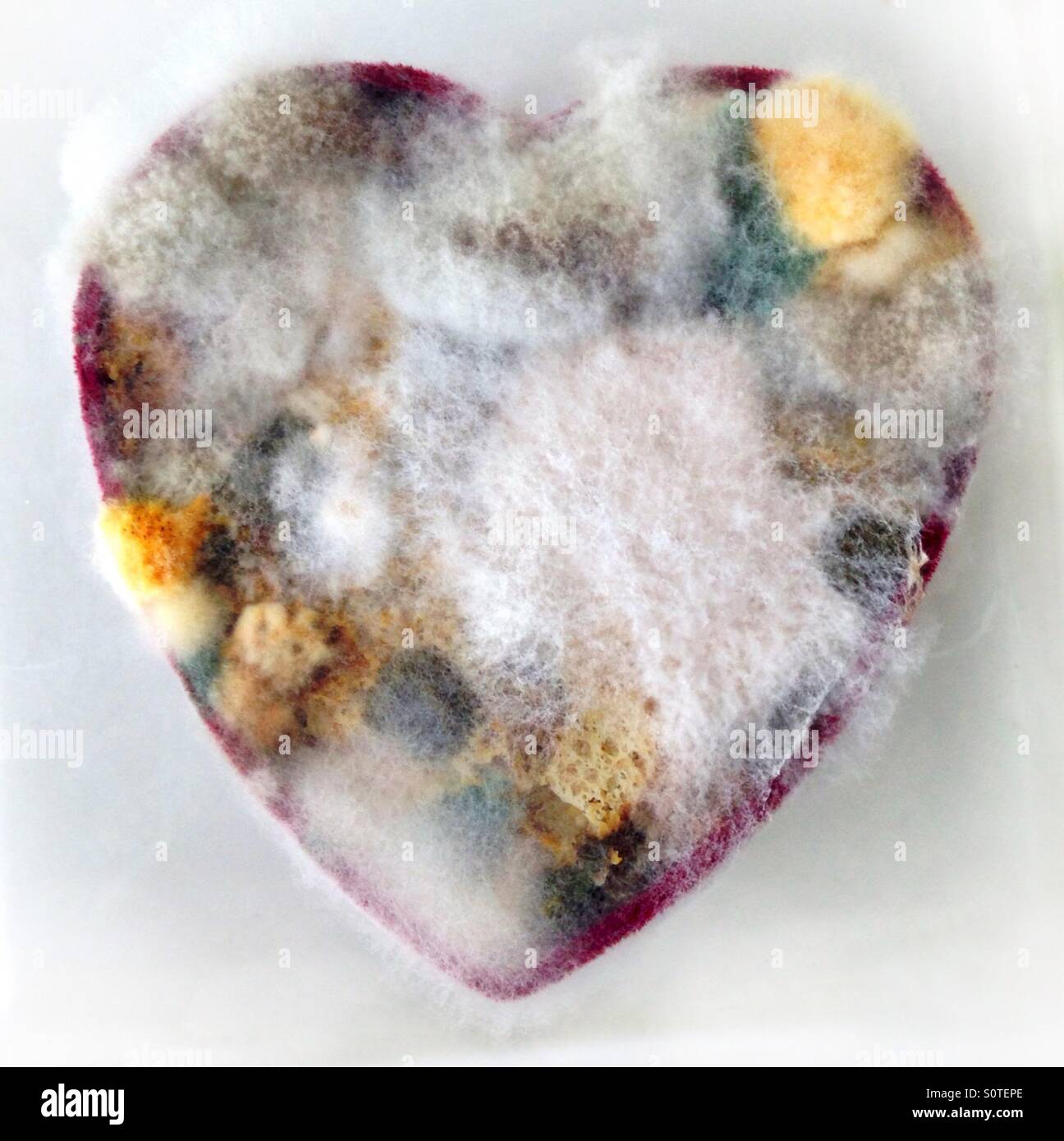 Moldy hi-res stock photography and images - Alamy