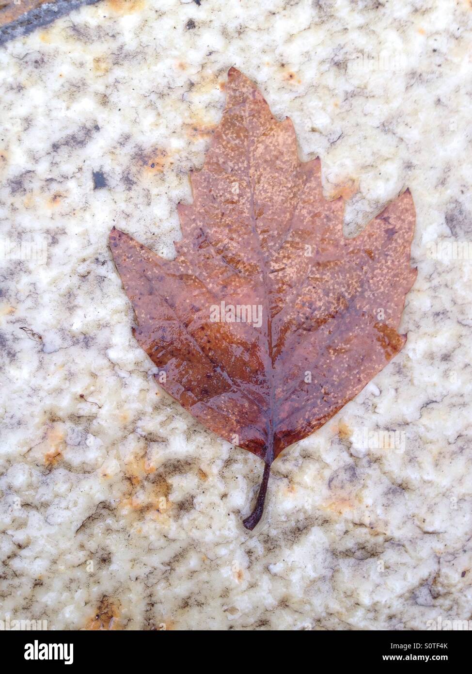 Marble leaf hi-res stock photography and images - Alamy