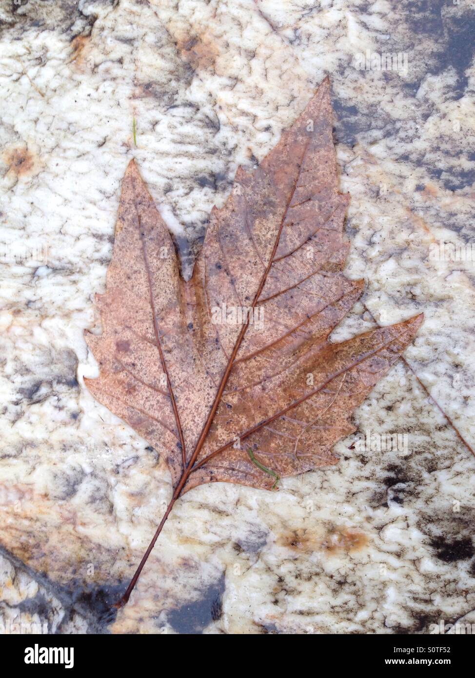 Marble leaf hi-res stock photography and images - Alamy