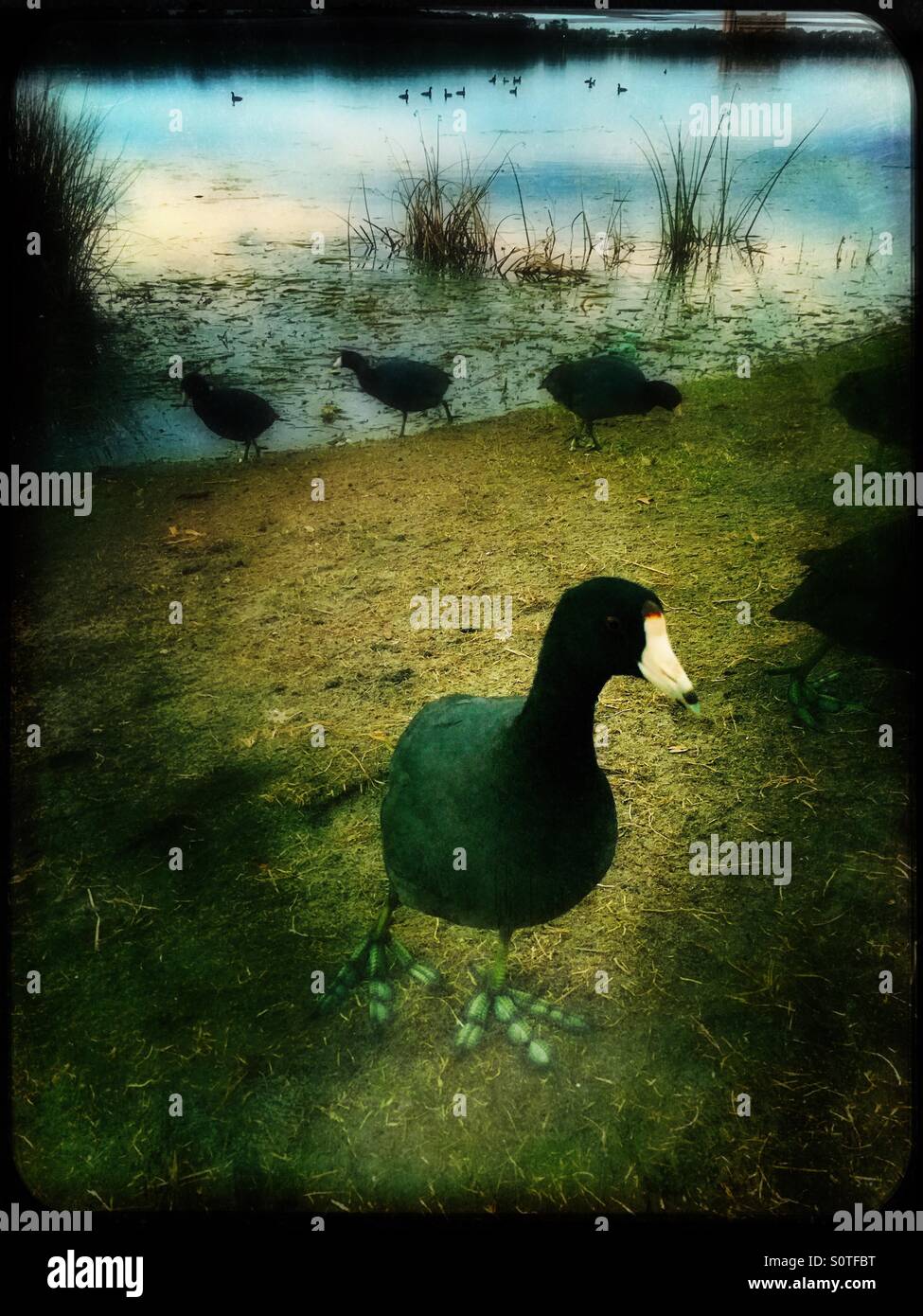Coot walking near lake Stock Photo - Alamy