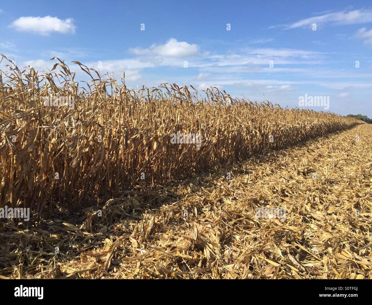 Iowa corn syrup hi-res stock photography and images - Alamy