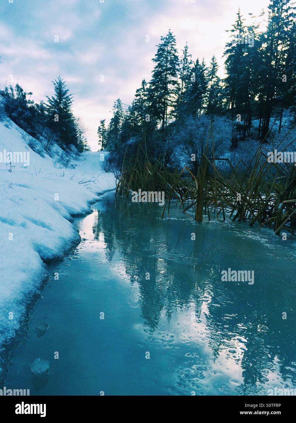 Frozen pond reflects the surrounding trees on a cold winter late ...