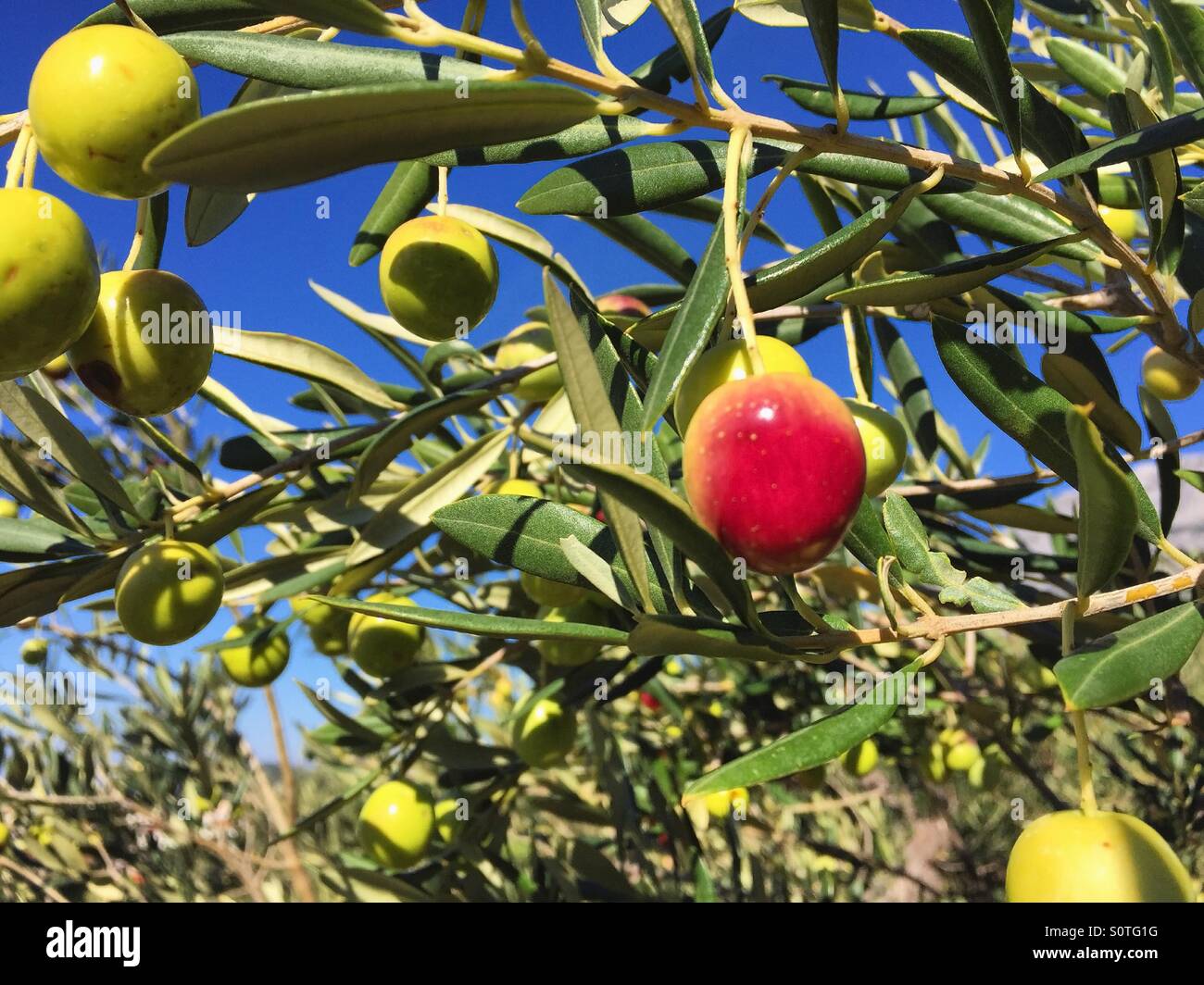 Ripe olives on tree Stock Photo - Alamy