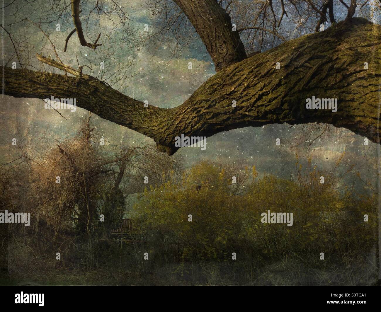 Branch trees hi-res stock photography and images - Alamy