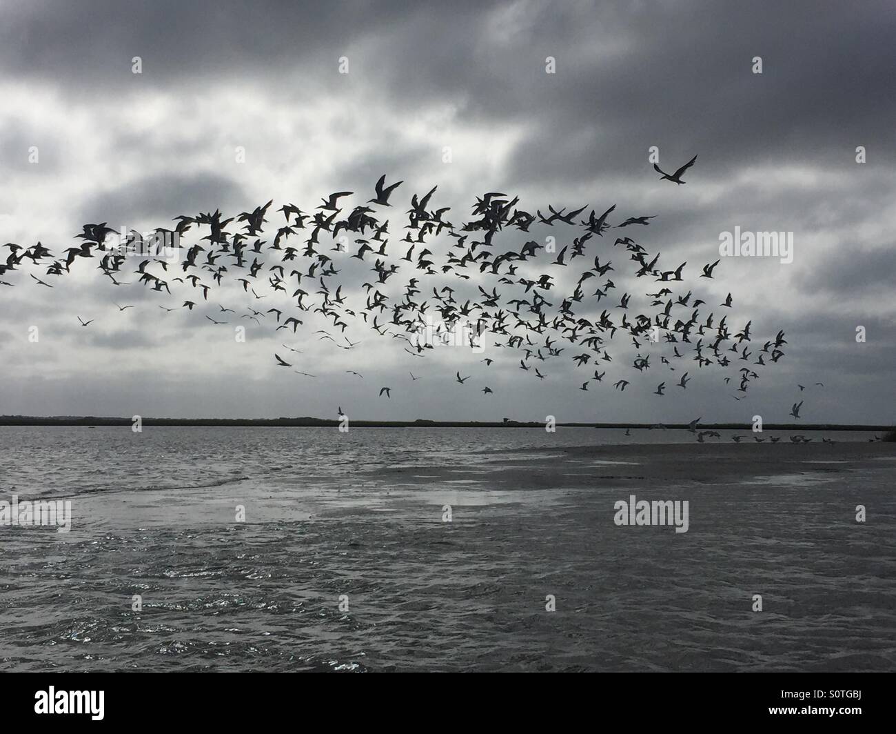 Birds flying to the ocean hi-res stock photography and images - Alamy