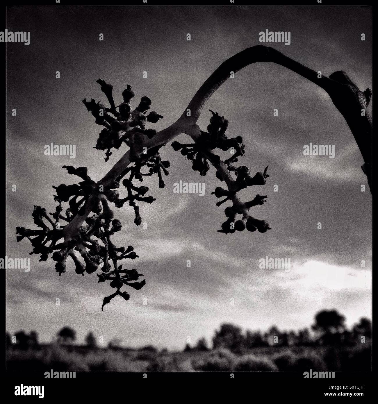 Grape stalk hi-res stock photography and images - Alamy