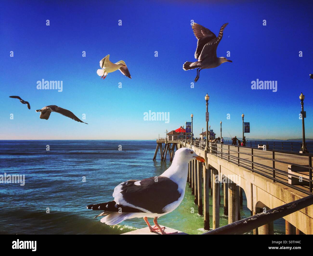 Seagulls on the pier Stock Photo - Alamy