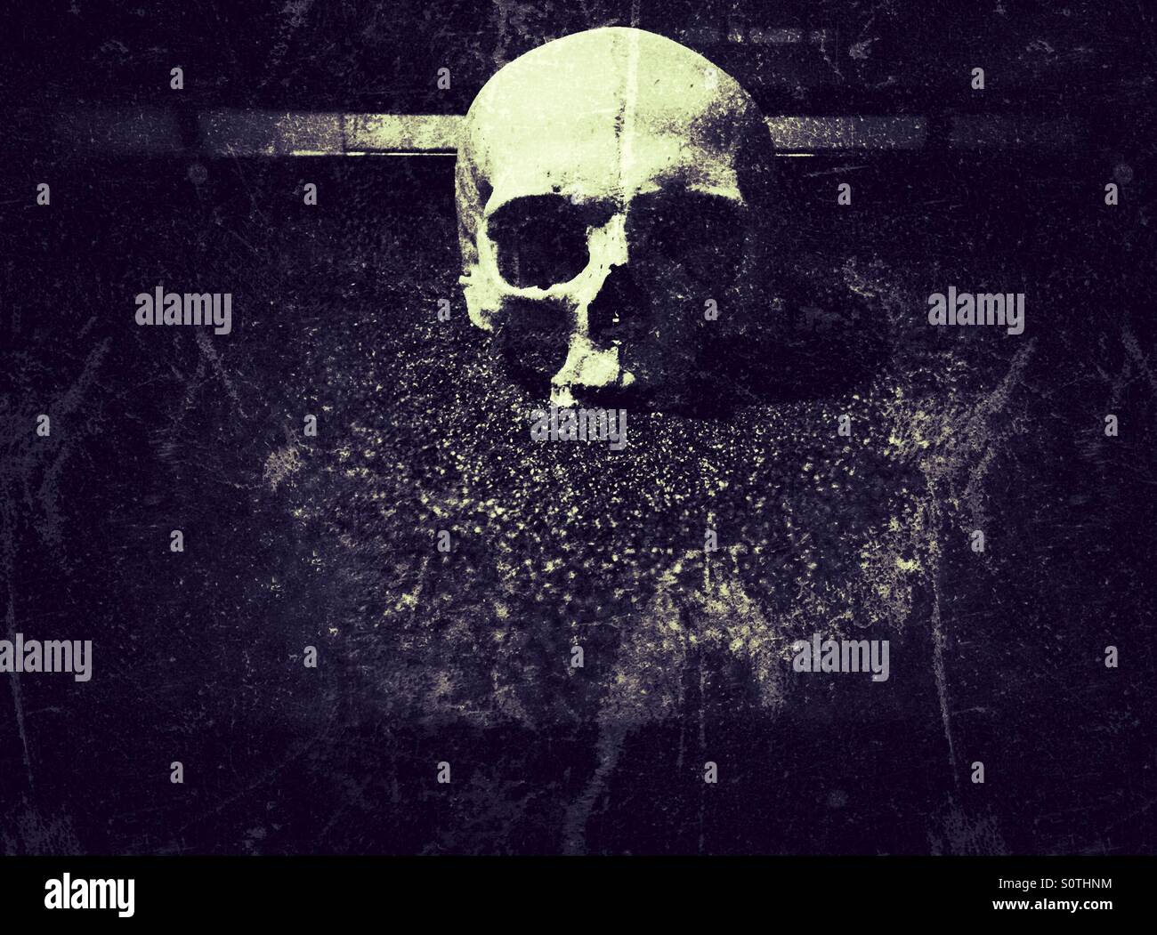 Skull museum hi-res stock photography and images - Alamy