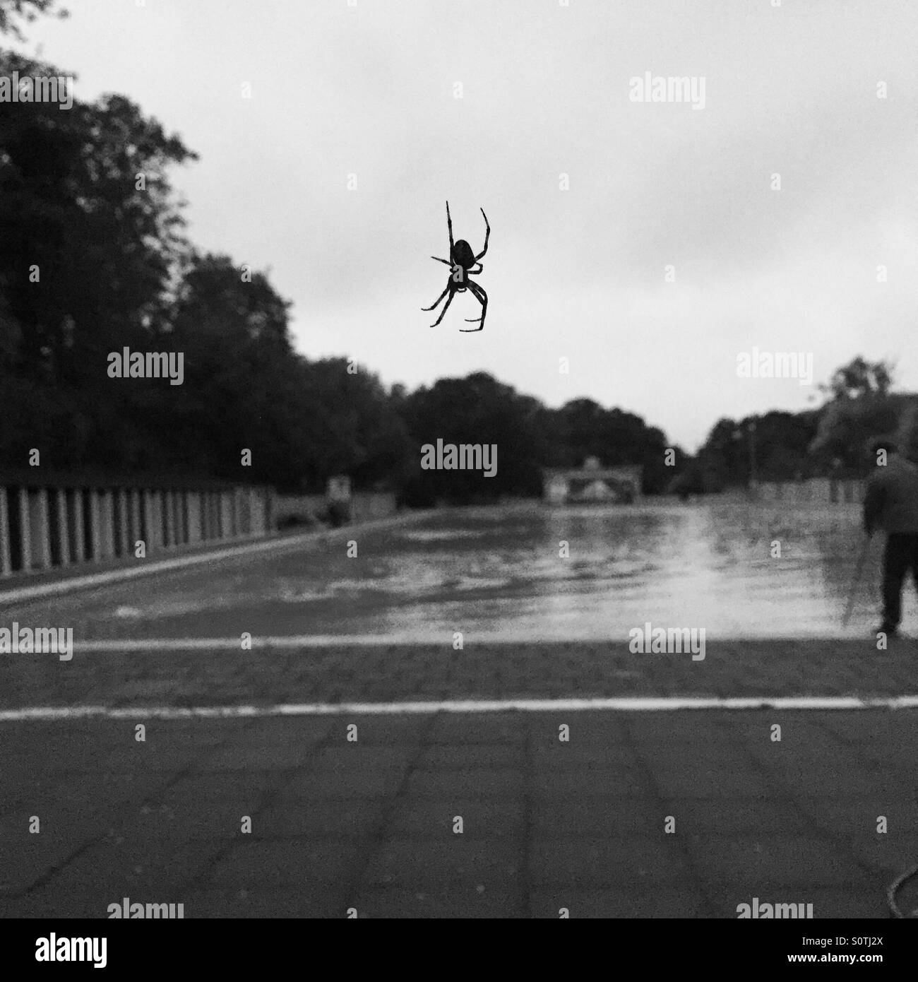 London spider wildlife Black and White Stock Photos & Images - Alamy