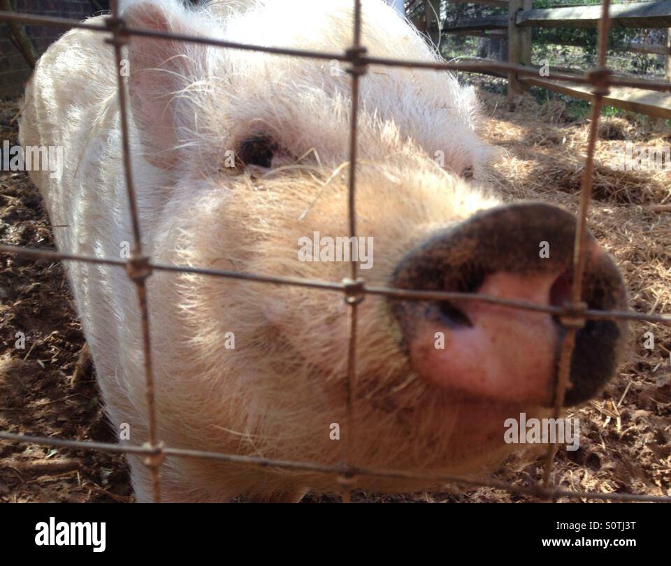 Wilbur the pig hi-res stock photography and images - Alamy