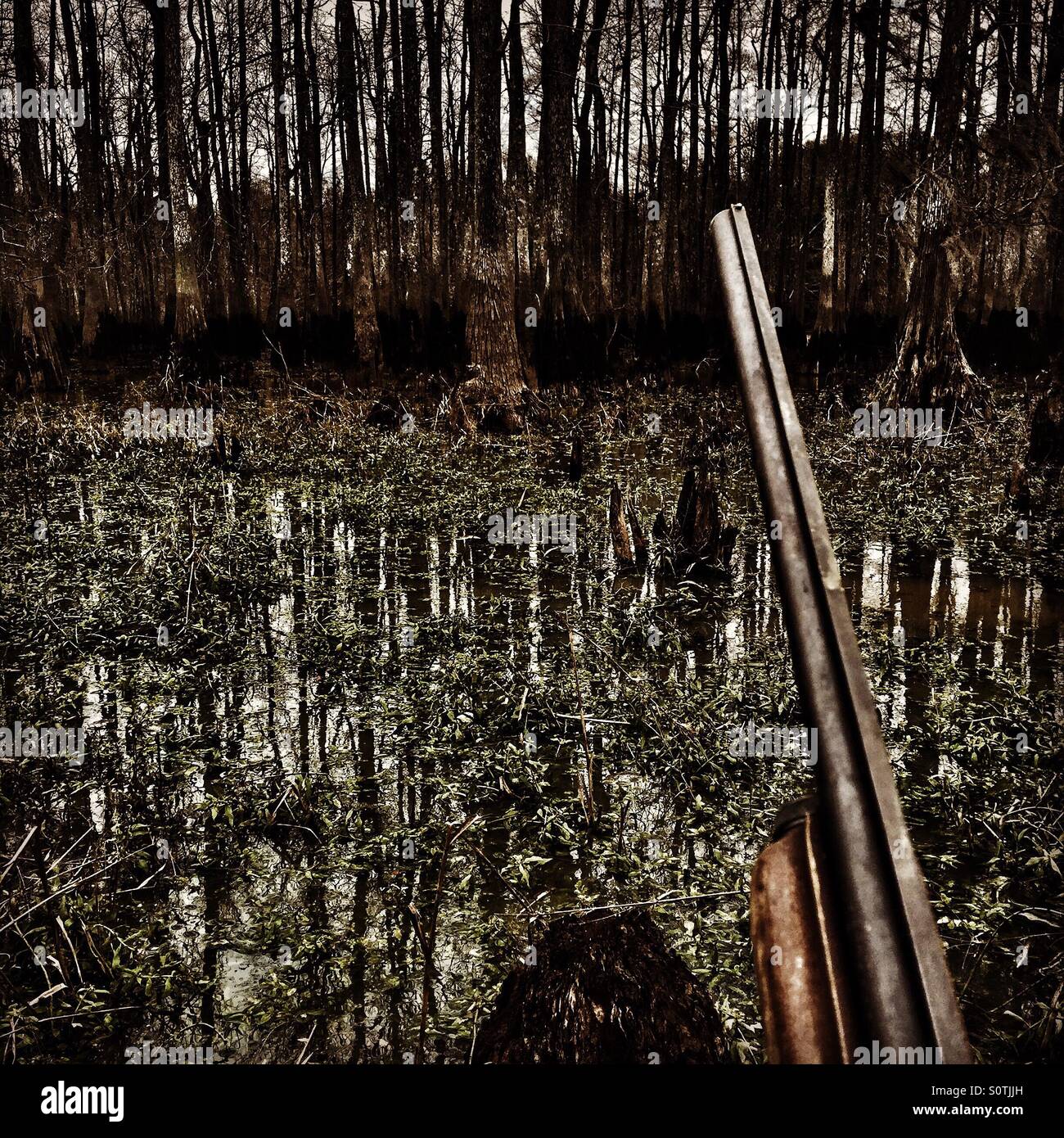 Timber Swamp High Resolution Stock Photography and Images - Alamy