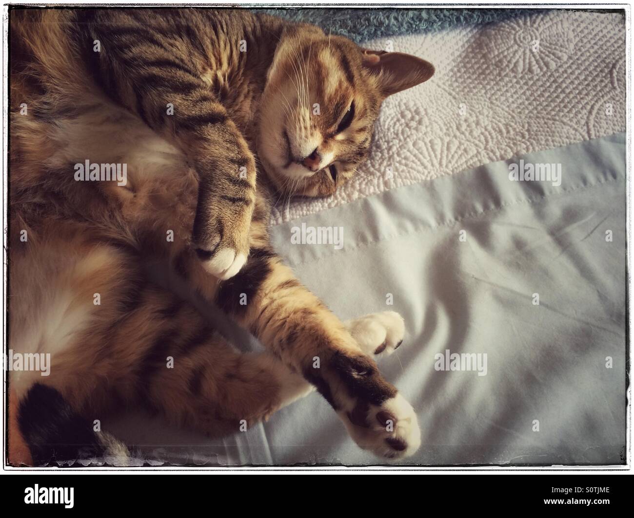 Sleepy cat on bed Stock Photo - Alamy