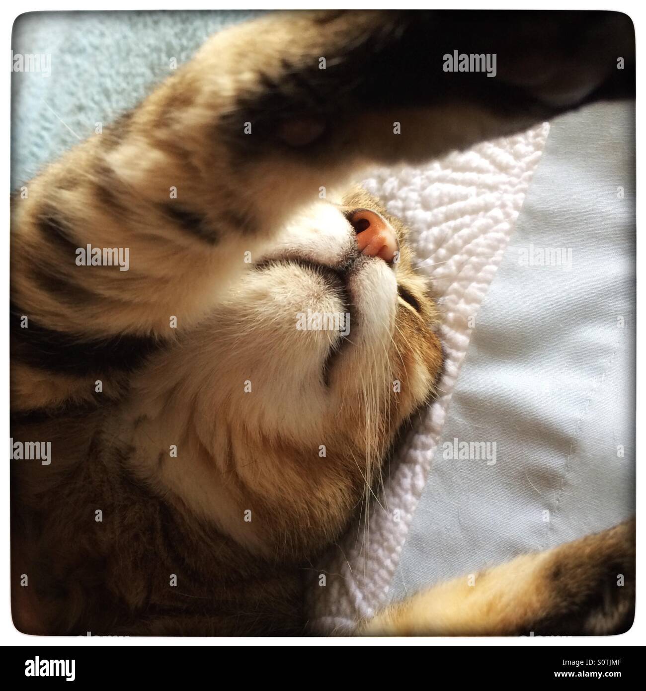 Cat stretching arms above head Stock Photo - Alamy