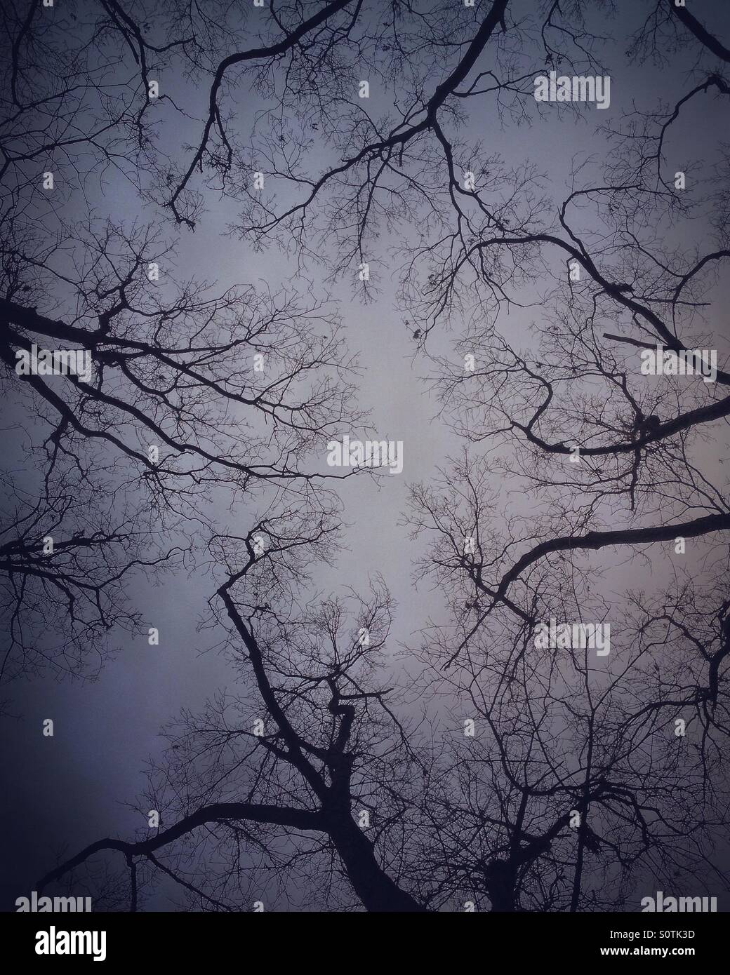 Limbs branches hi-res stock photography and images - Alamy