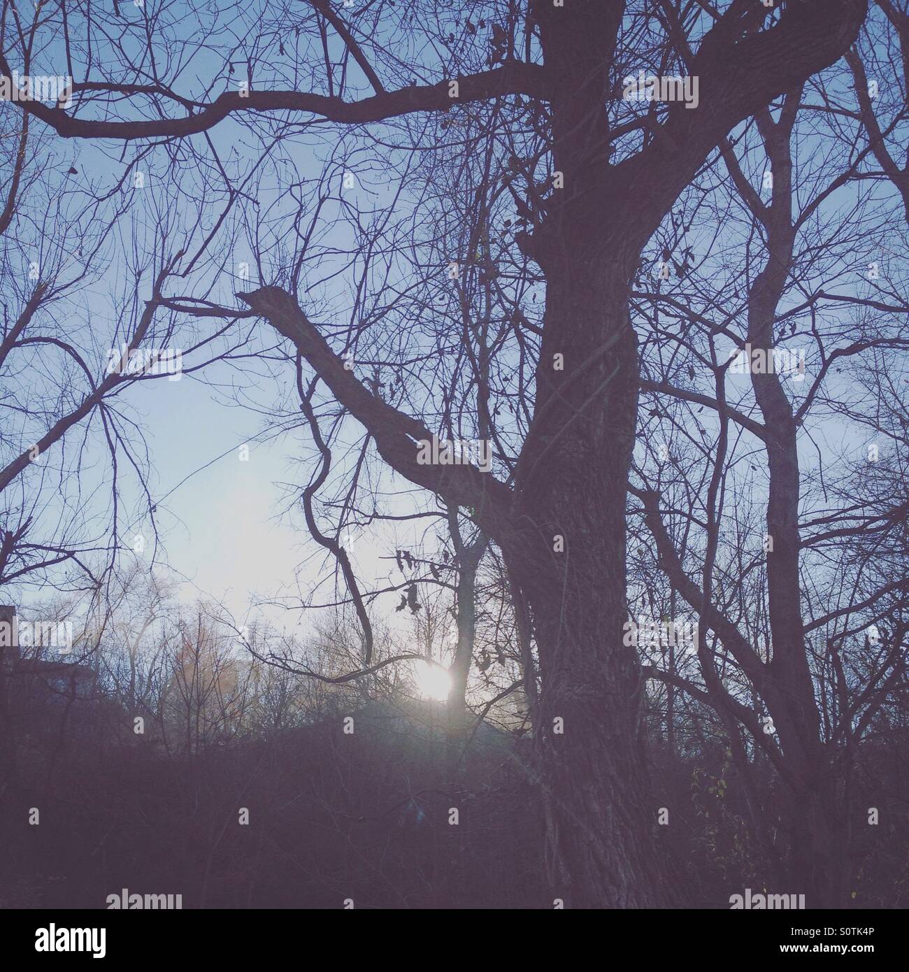 Wicked trees hi-res stock photography and images - Alamy