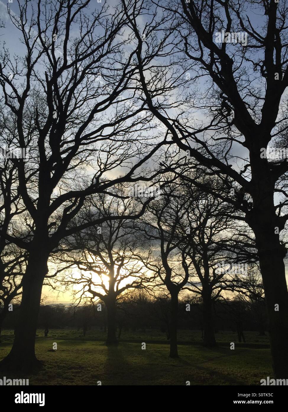 Branching sky hi-res stock photography and images - Alamy