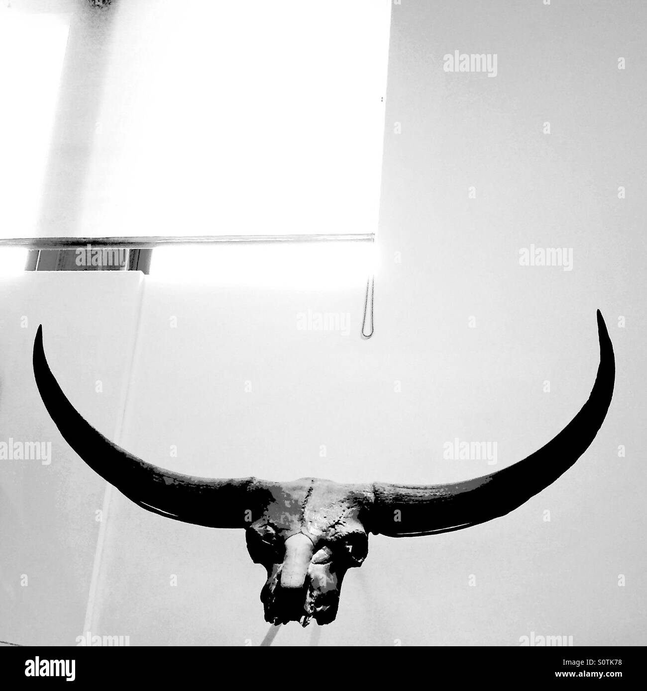Bull skull hi-res stock photography and images - Alamy