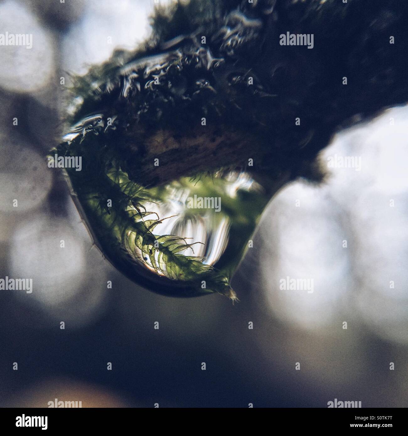 End of a branch hi-res stock photography and images - Alamy