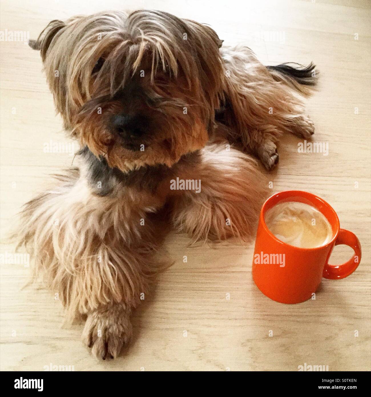 Coffee animal hi-res stock photography and images - Alamy