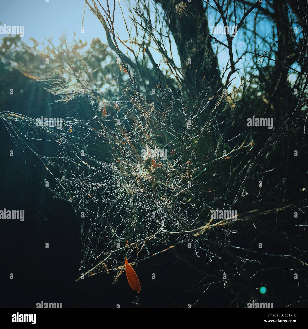 Tree spiders hi-res stock photography and images - Alamy