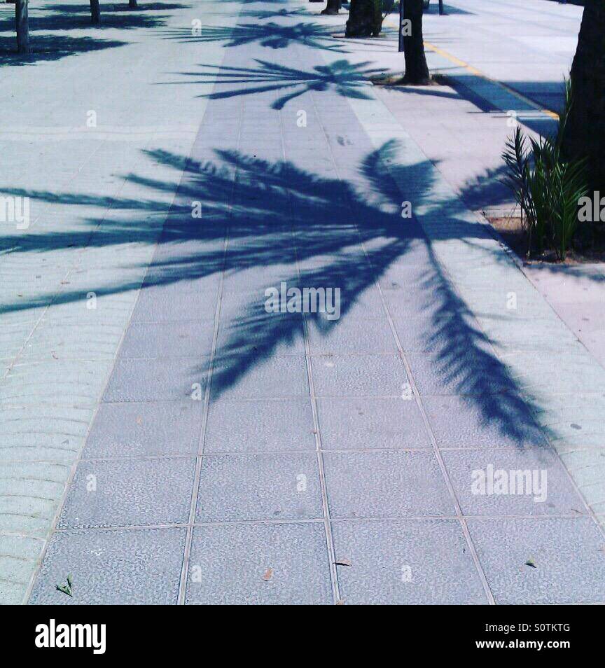 Palm tree shadows on pavement in Ibiza Stock Photo - Alamy