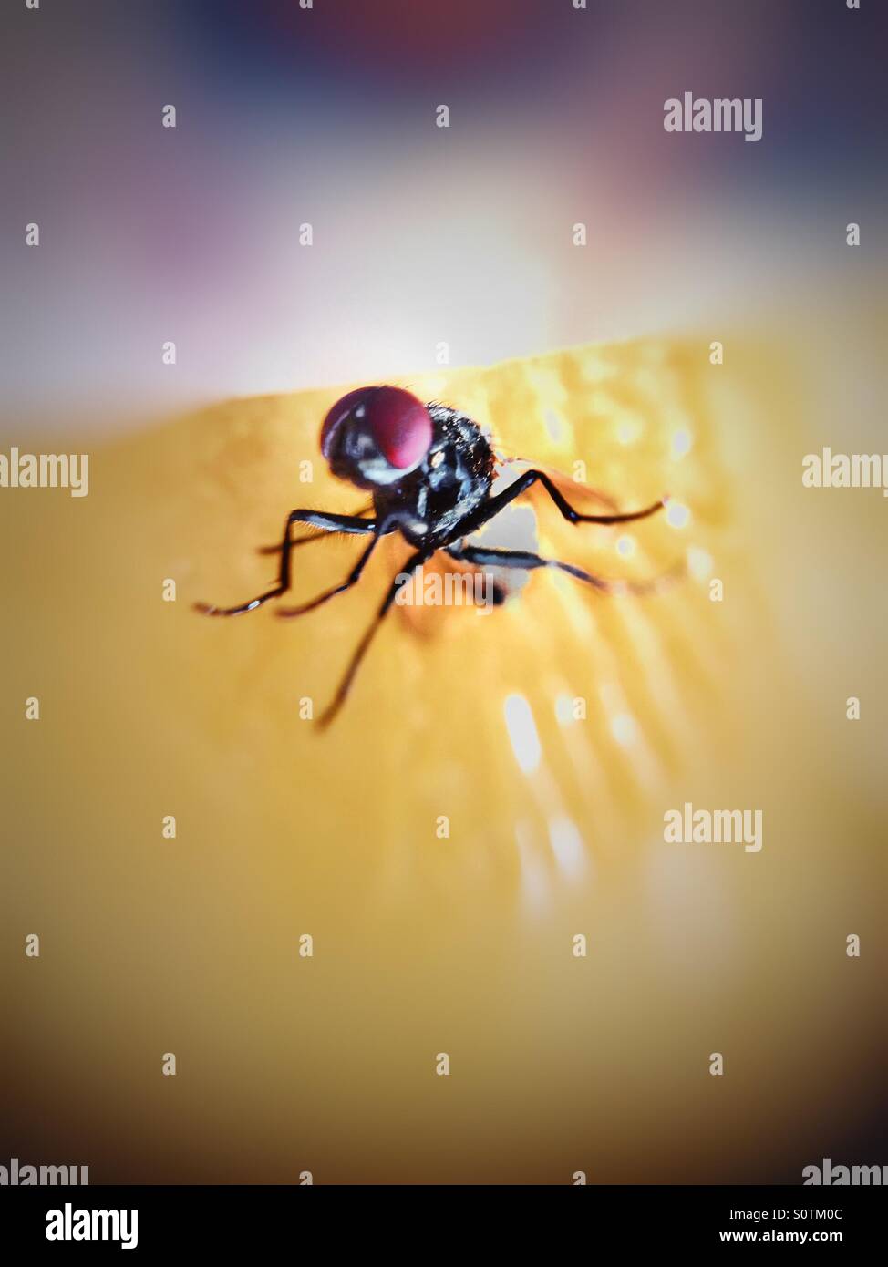 Fly With Big Eyes High Resolution Stock Photography and Images - Alamy
