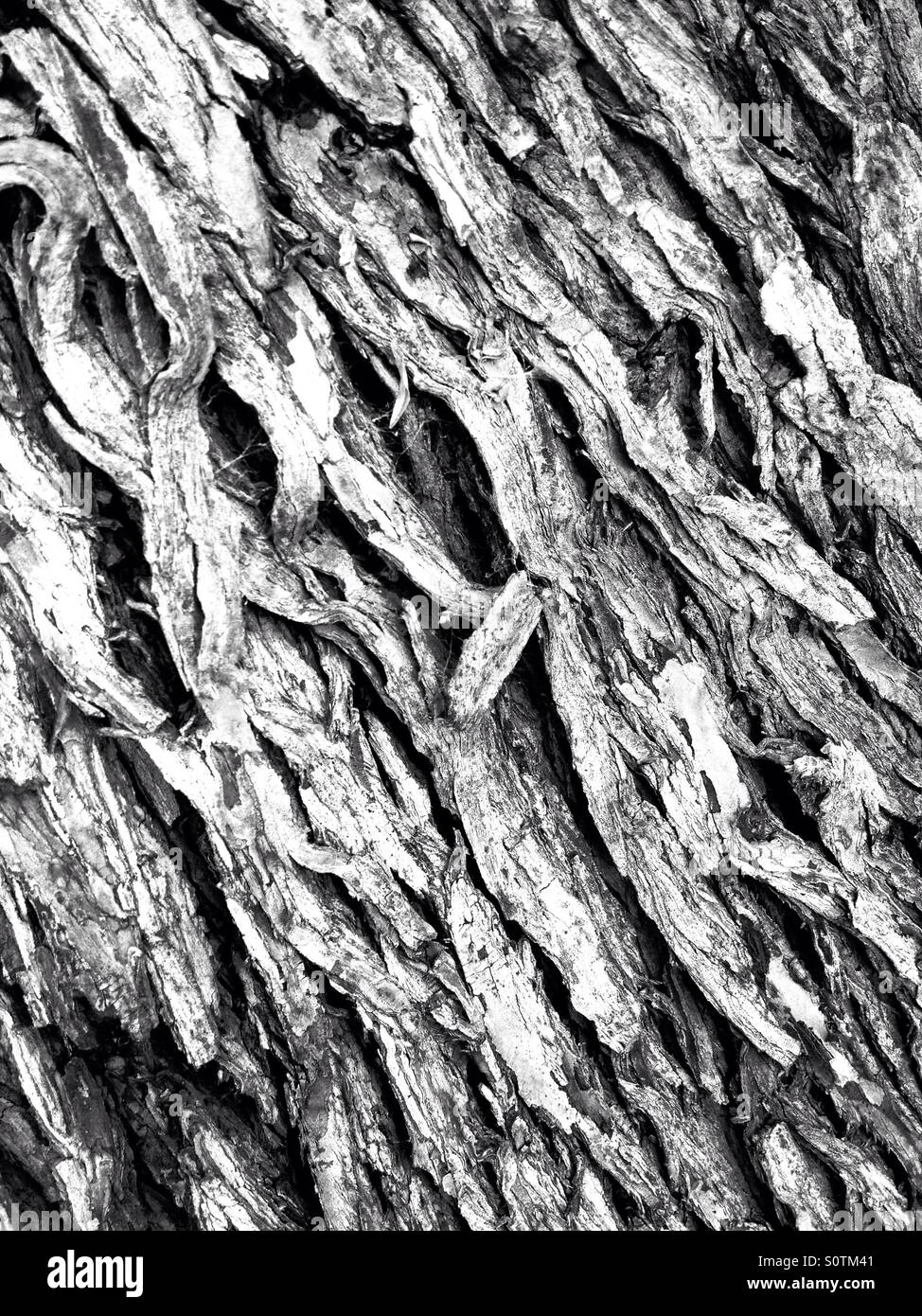 Silver bark texture hi-res stock photography and images - Alamy