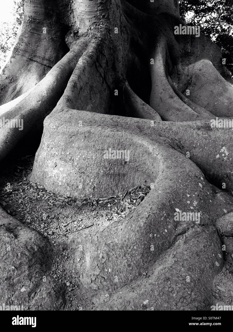 Large fig tree hi-res stock photography and images - Alamy