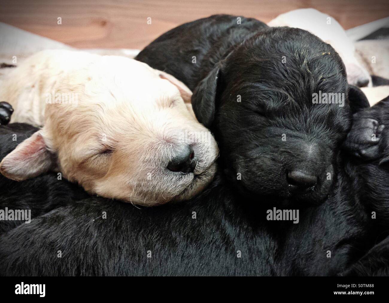 Week old Labradoodle puppies Stock Photo - Alamy
