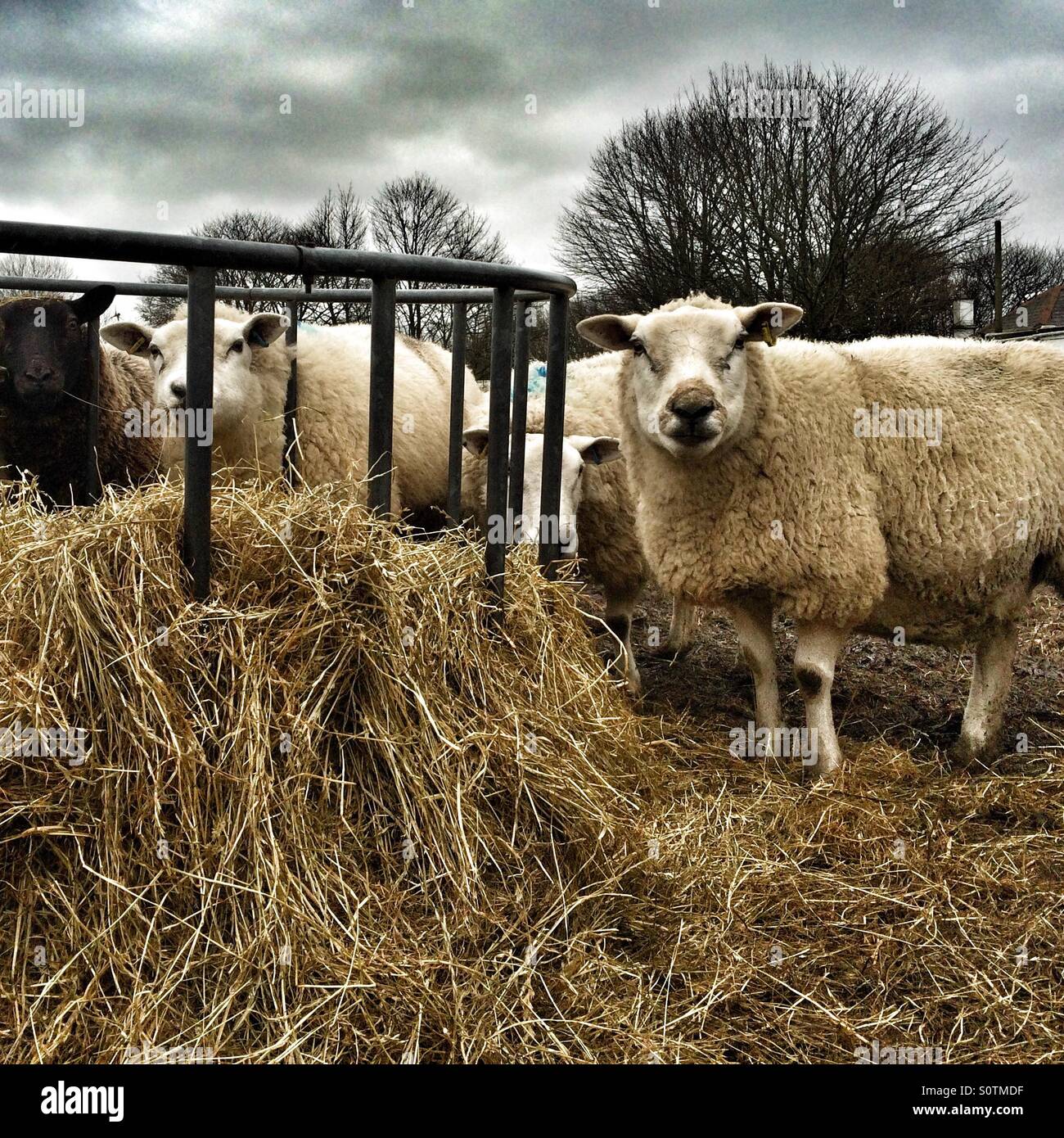 Sheep round a feeder Stock Photo - Alamy