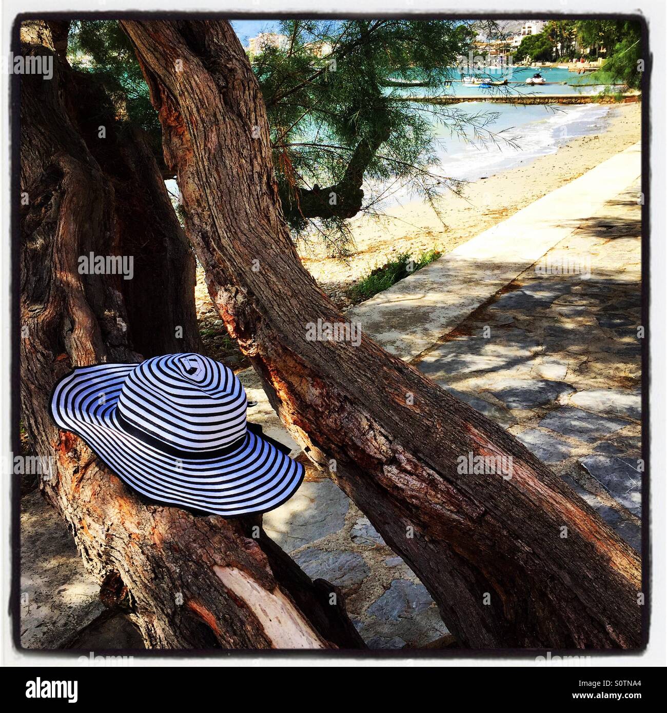 A sun hat on a tree branch on the Pine Walk in Puerto Pollensa ...