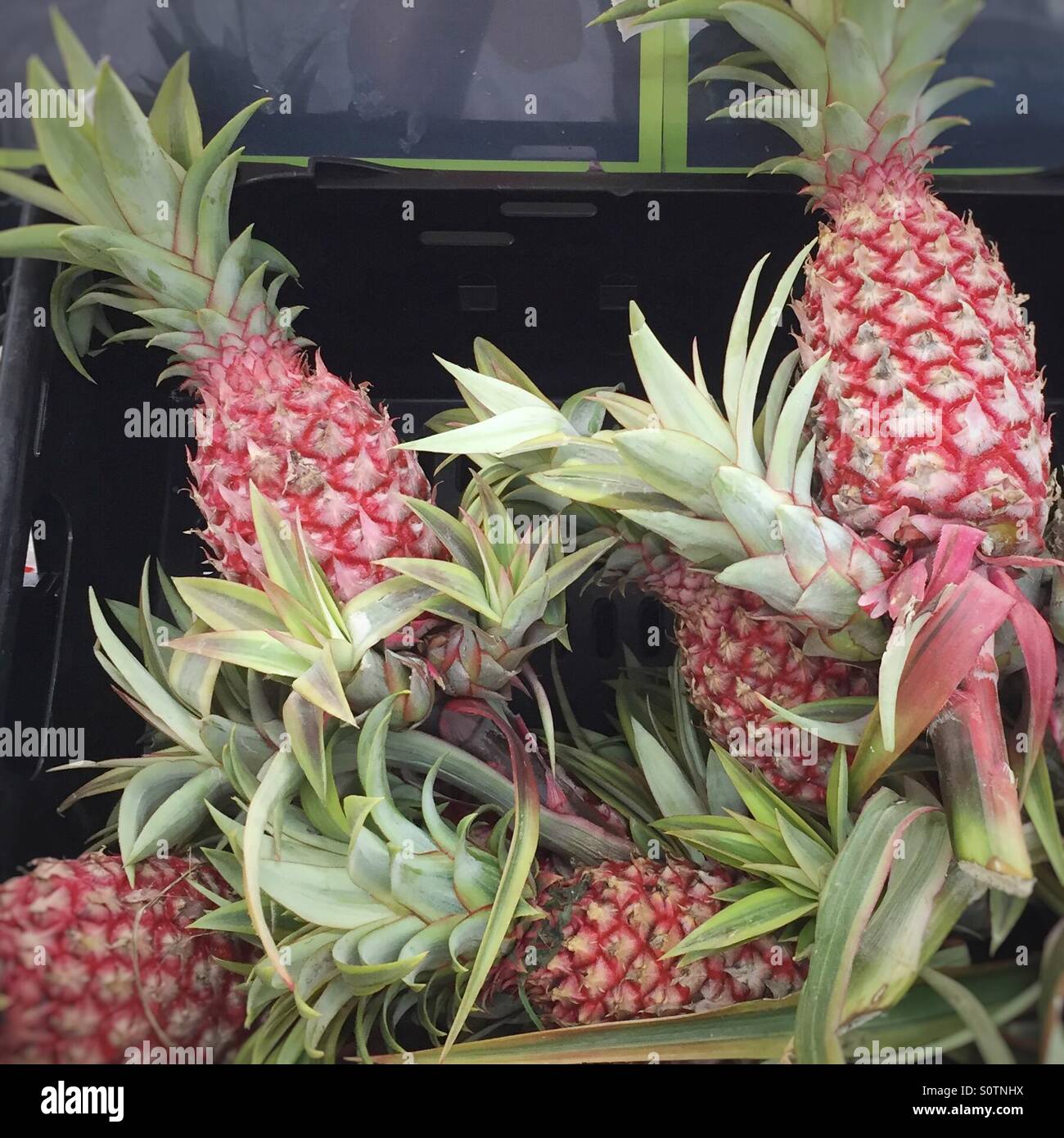 Images Of Pineapple Dole NZ Tropical Gold Pineapple