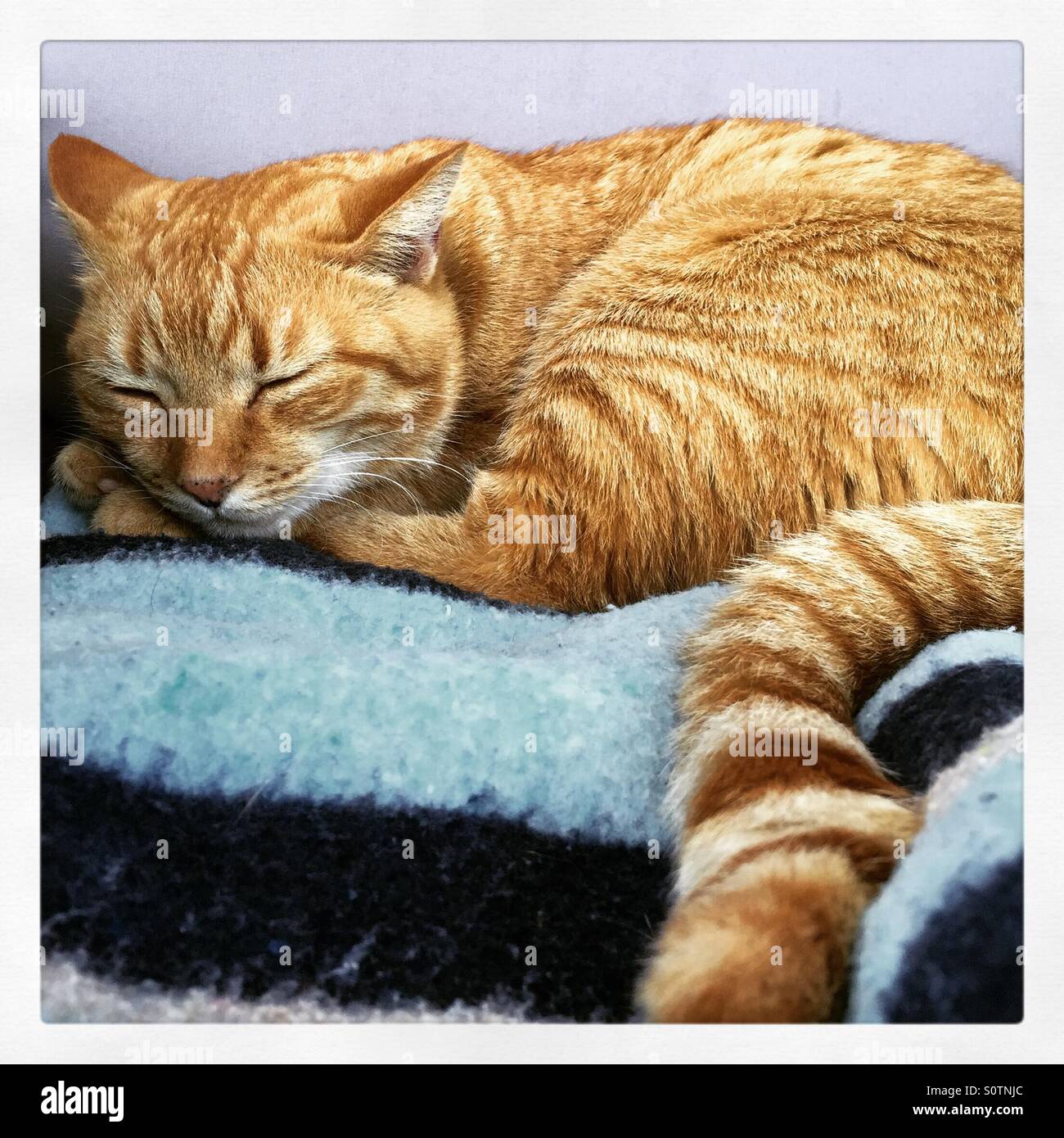 Ginger tom cat hi-res stock photography and images - Alamy