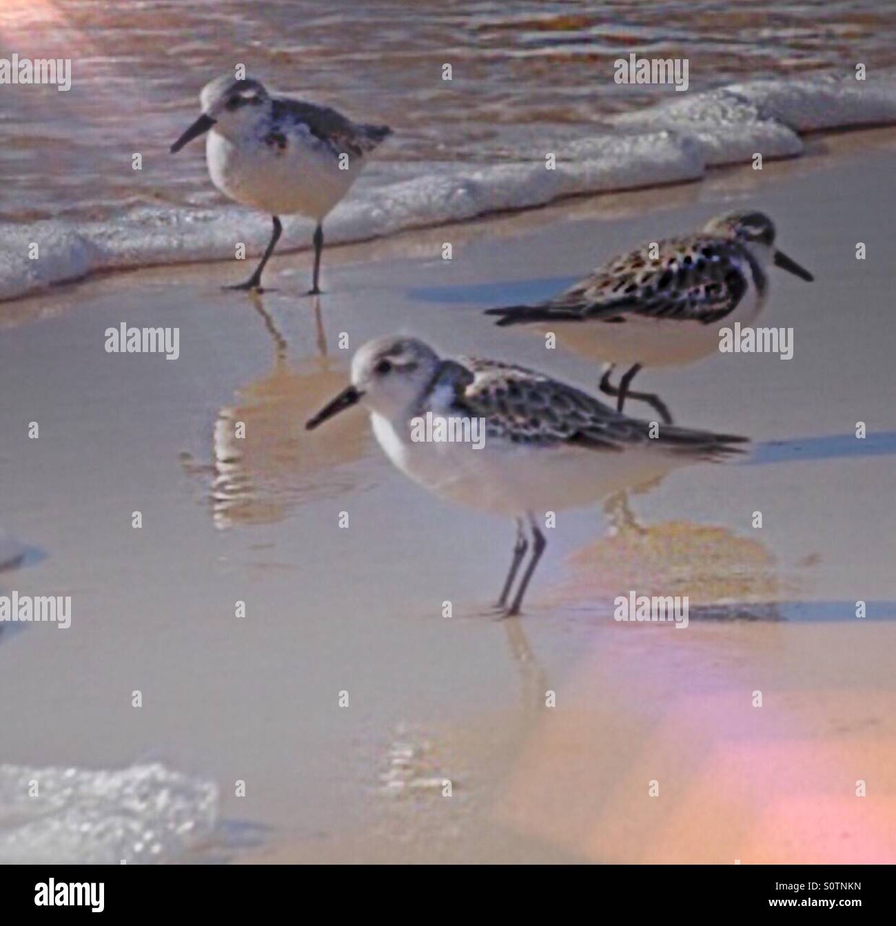 ...sanderling on the beach Stock Photo - Alamy