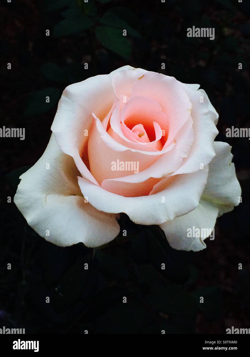 Pale pink rose Stock Photo - Alamy