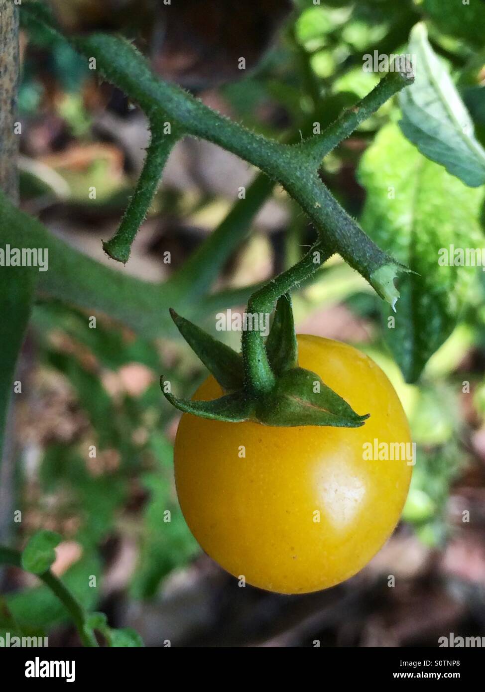Gold drop tomato Stock Photo - Alamy