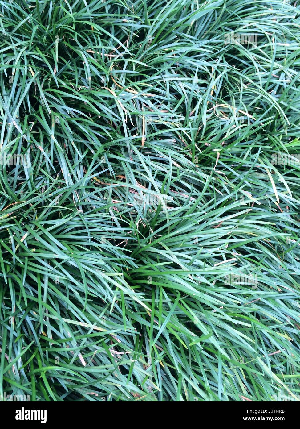Mondo grass hi-res stock photography and images - Alamy