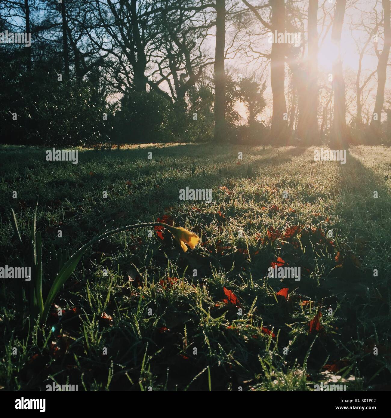 Early riser hi-res stock photography and images - Alamy