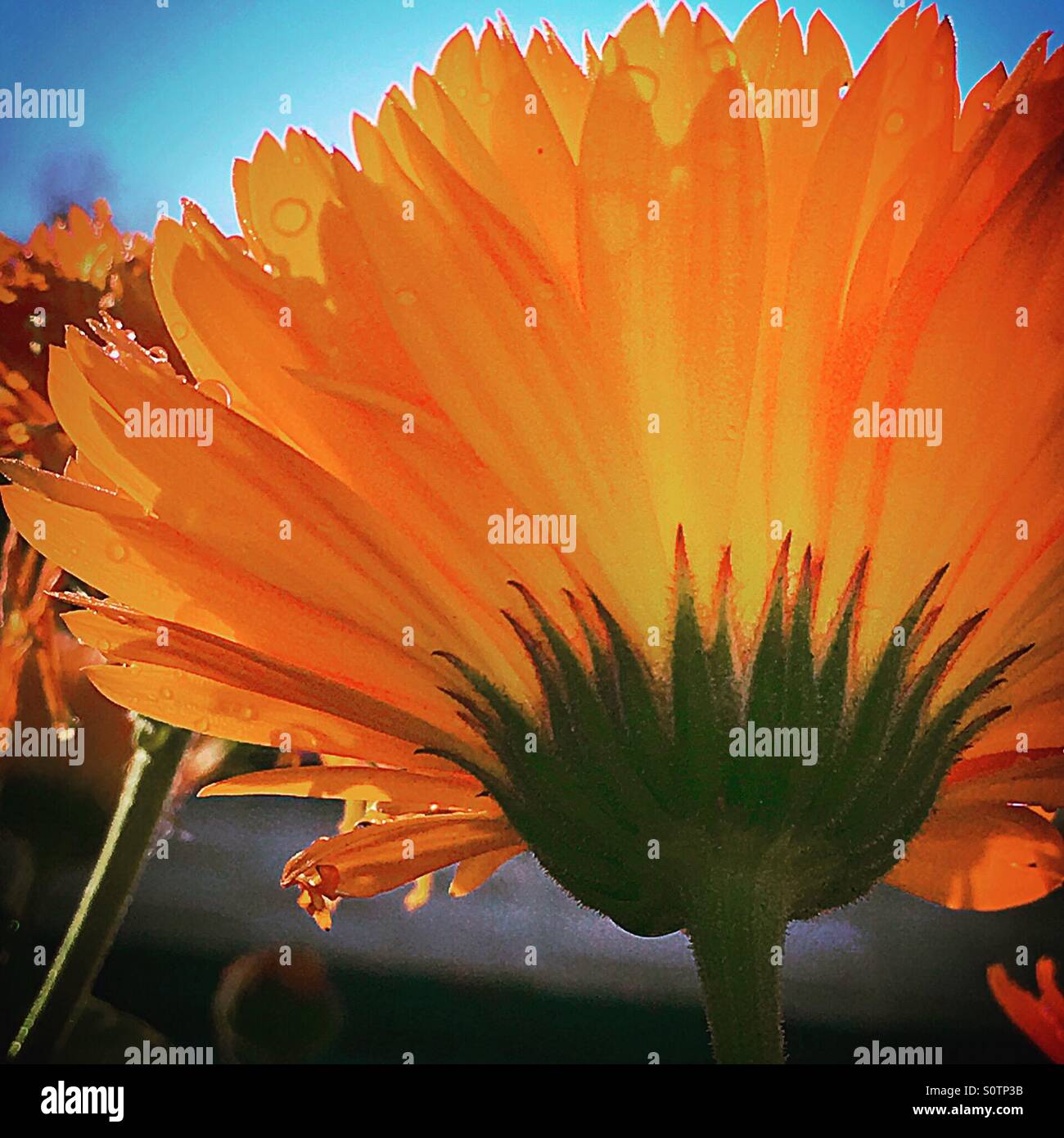 Backside of a flower hi-res stock photography and images - Alamy