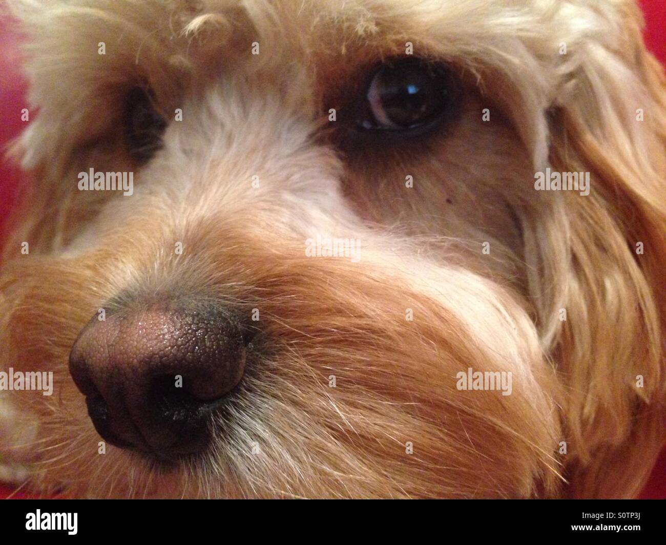 Cavapoo hi-res stock photography and images - Alamy