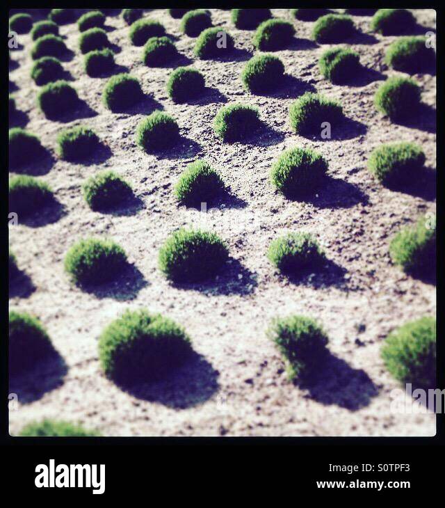 Round shrubs in rows - texture and pattern Stock Photo - Alamy