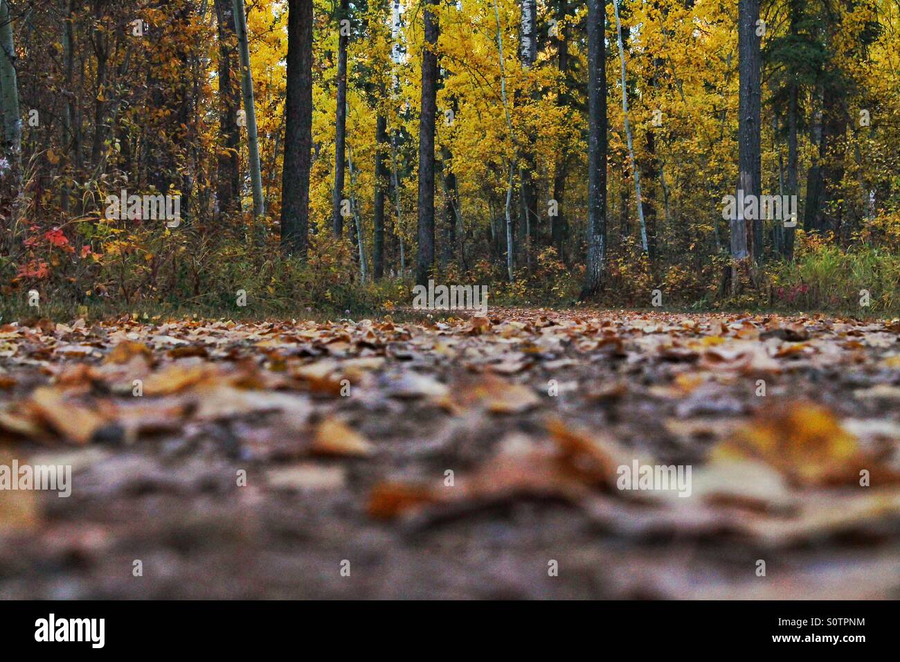 Autumn forest trees low view hi-res stock photography and images - Alamy