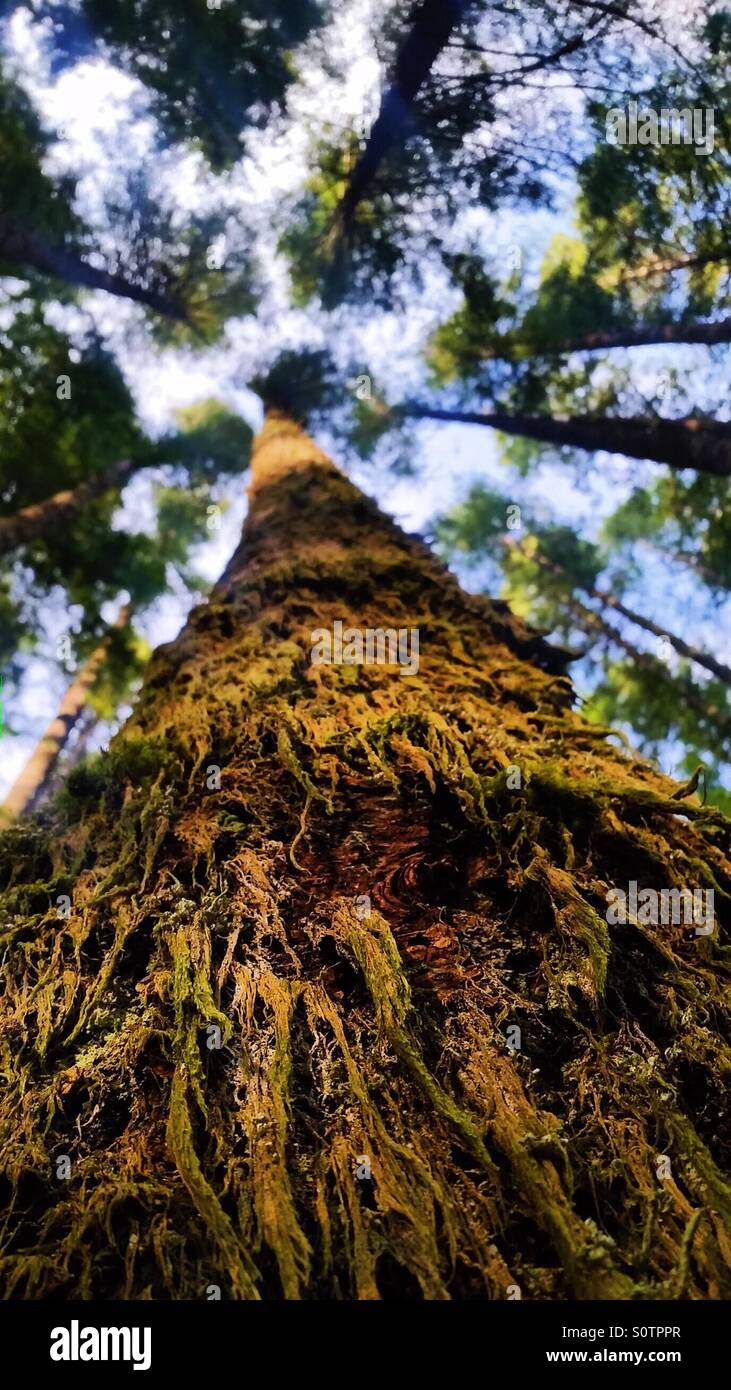 Pacific northwest forest hi-res stock photography and images - Alamy